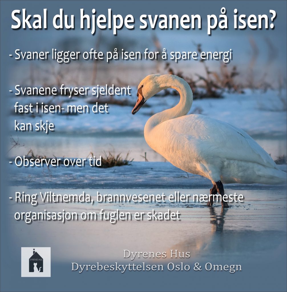 Er du bekymret for svanene på isen?